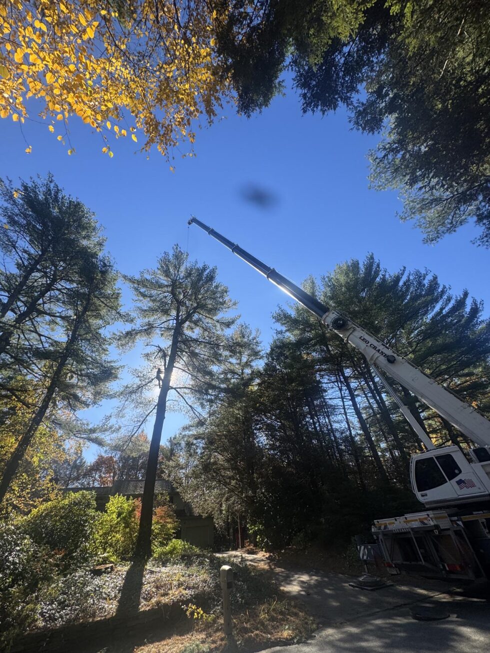 Tree Service Tolland CT | Critton Property Maintenance LLC